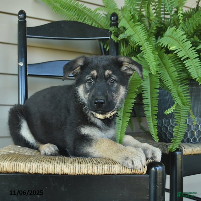 Rook for sale in Kirkwood | Lancaster Puppies