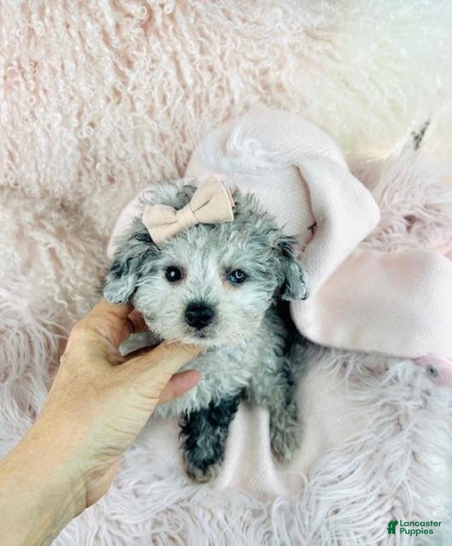 Meet Diti! Toy Poodle Puppy for sale in Hollywood | Lancaster Puppies