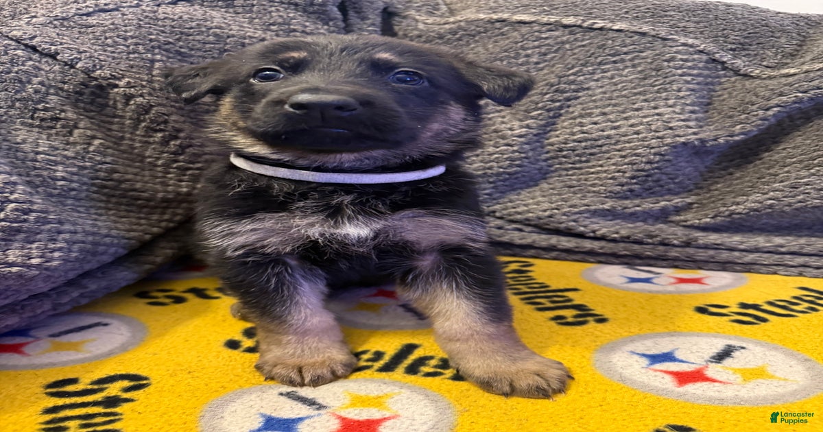 Nancy for sale in Pataskala | Lancaster Puppies