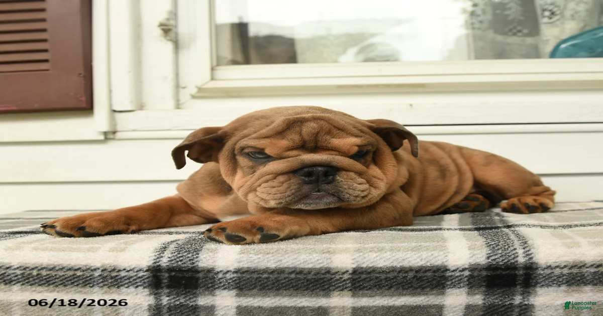 Merle English Bulldog Puppies for sale | Lancaster Puppies