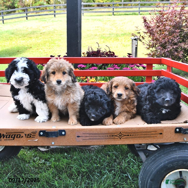 Mason for sale in Springfield Center | Lancaster Puppies