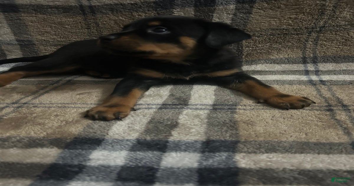 Loner for sale in Newark | Lancaster Puppies