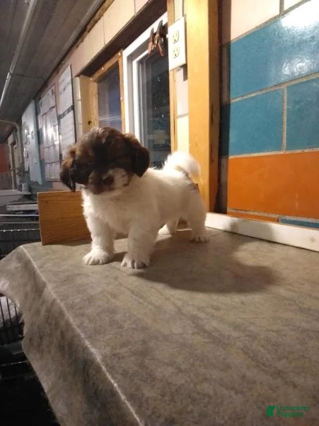 Maggie Shihpoo for sale in Ocean Township | Lancaster Puppies