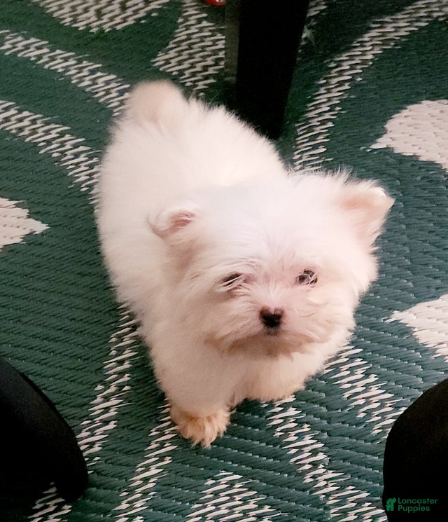 Maltese Puppy 1 for sale in Los Angeles | Lancaster Puppies