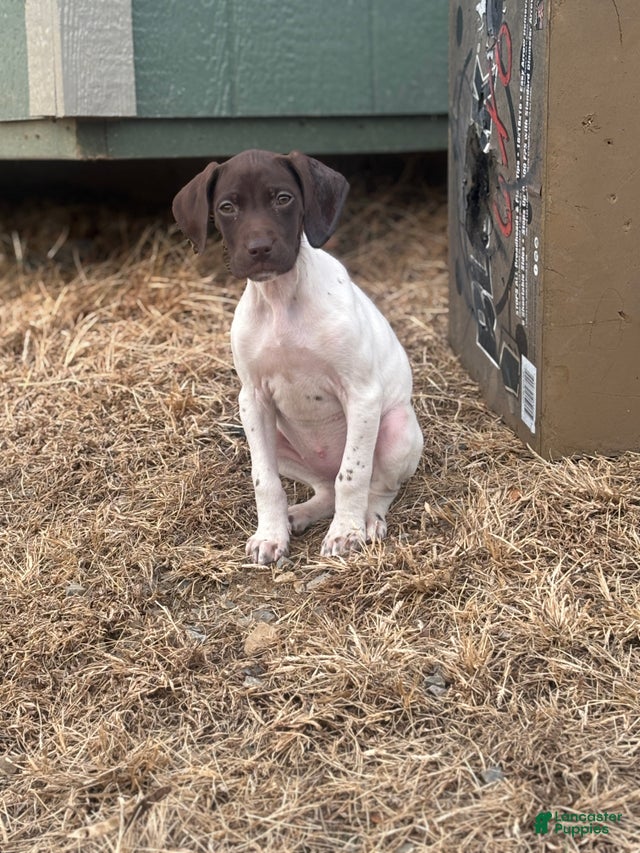 Cookie for sale in Falling Waters | Lancaster Puppies