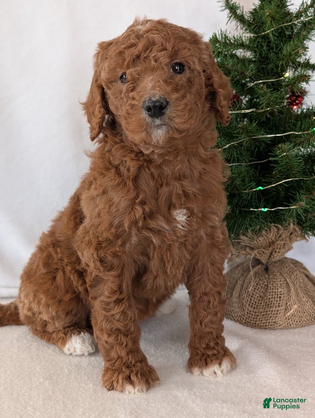 Miss Bella for sale in Fresno | Lancaster Puppies