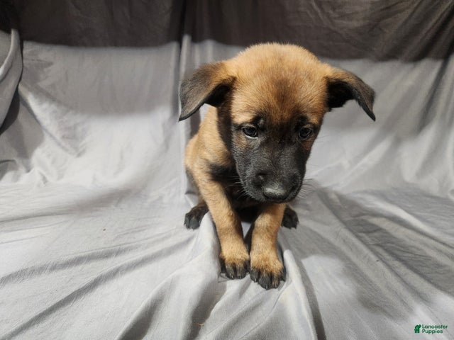 Light Green for sale in Apollo | Lancaster Puppies