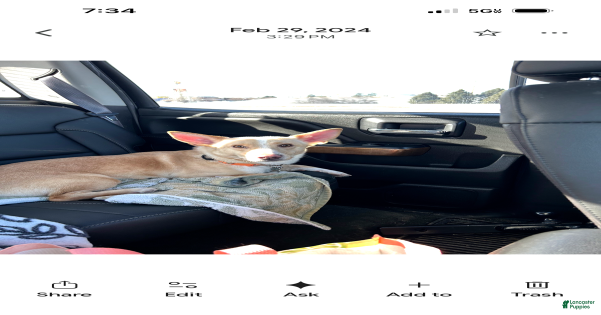 Mixed Breed Puppy 1 for sale in Hamburg | Lancaster Puppies