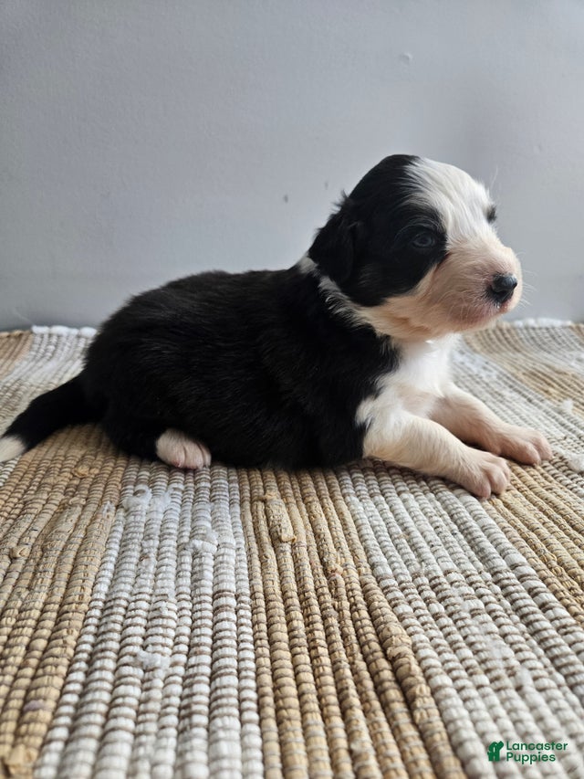 Cash for sale in Crab Orchard | Lancaster Puppies