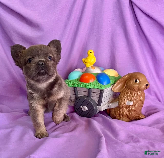 Tracy Lynch | Lancaster Puppies