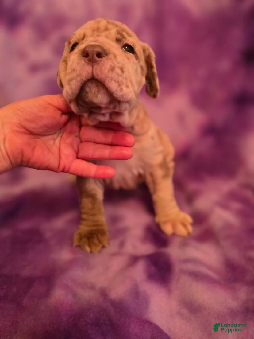 Daphne Mixed Breed for sale in Port Crane | Lancaster Puppies