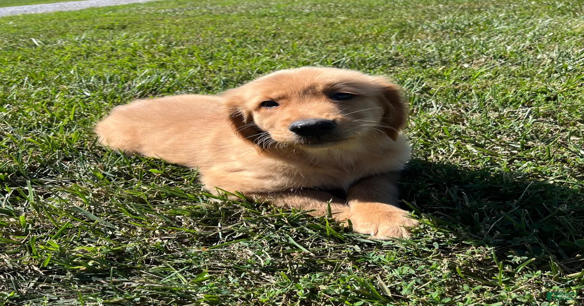 James for sale in Arcola | Lancaster Puppies