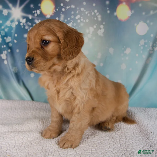 Jack for sale in Dundee | Lancaster Puppies