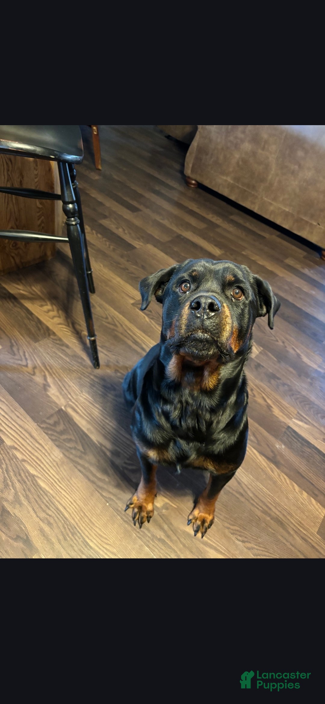 Getty up n go for sale in New Providence | Lancaster Puppies