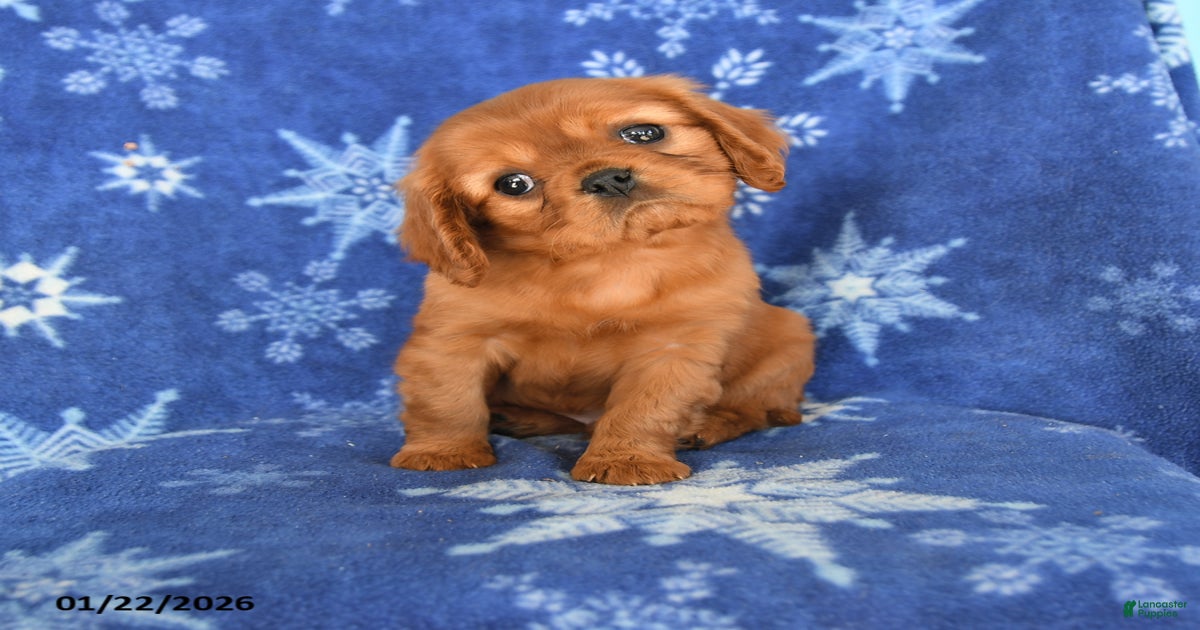Nicholes for sale in Upper Leacock Township | Lancaster Puppies