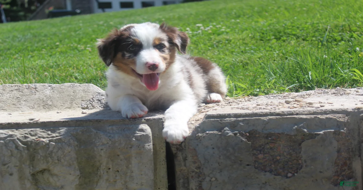 Australian Shepherd Puppies for sale | Lancaster Puppies