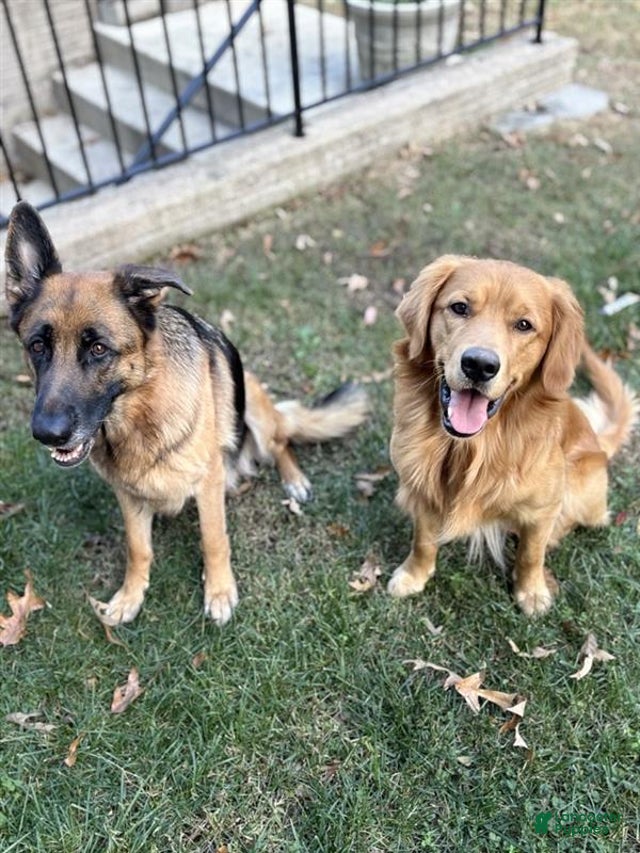 Tank for sale in Linton Hall | Lancaster Puppies