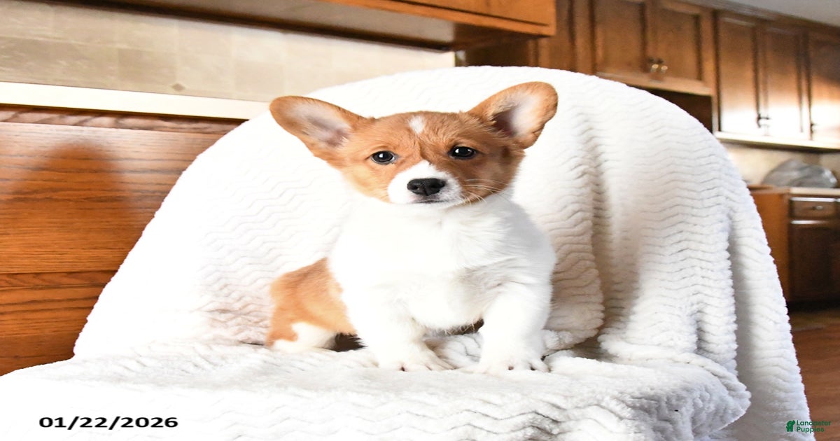 Eclipse for sale in Howard | Lancaster Puppies