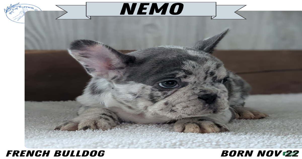 Nemo for sale in Goshen | Lancaster Puppies