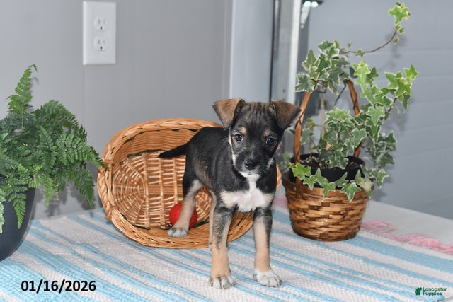 Tinker for sale in Beach City | Lancaster Puppies