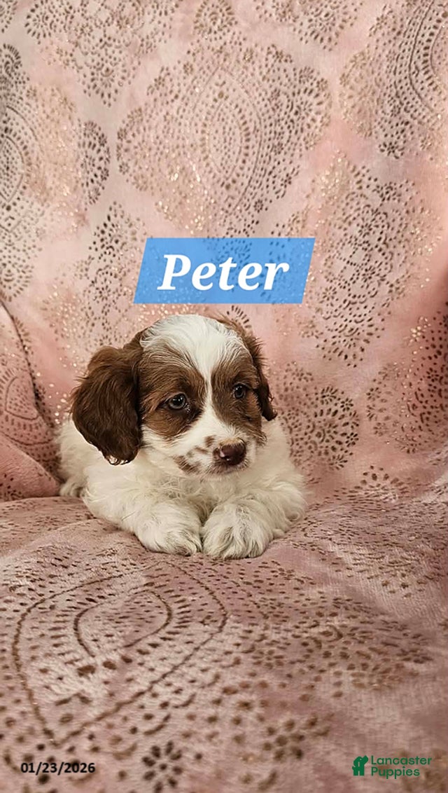 Peter for sale in Fort Plain | Lancaster Puppies