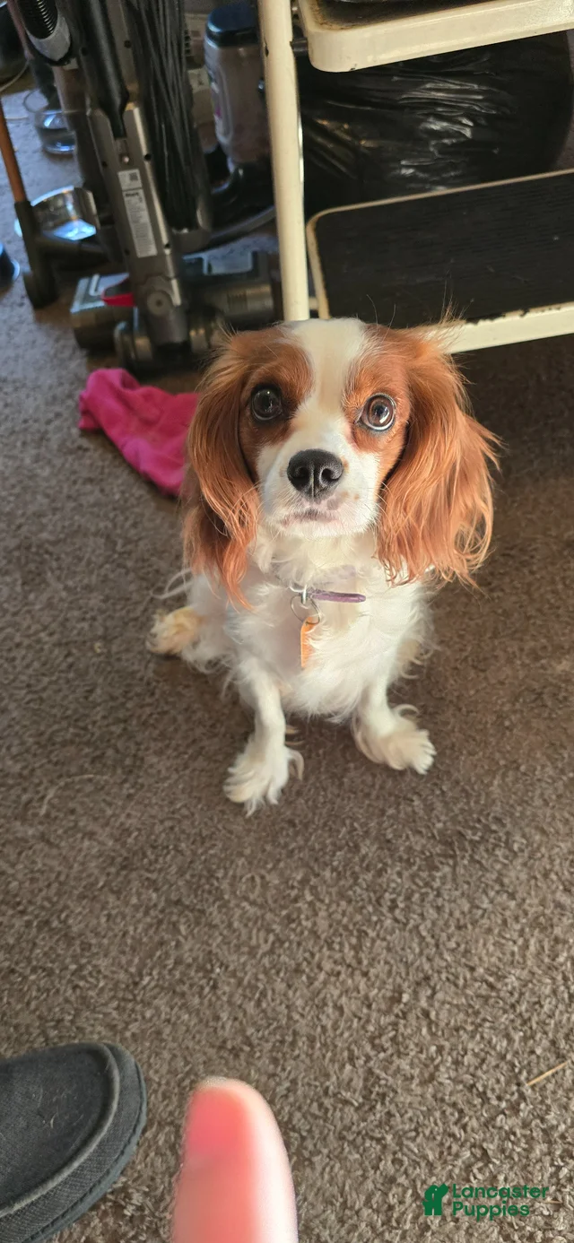 Cavalier King Charles Spaniel Puppy 1 Rumi Cavalier King Charles ...