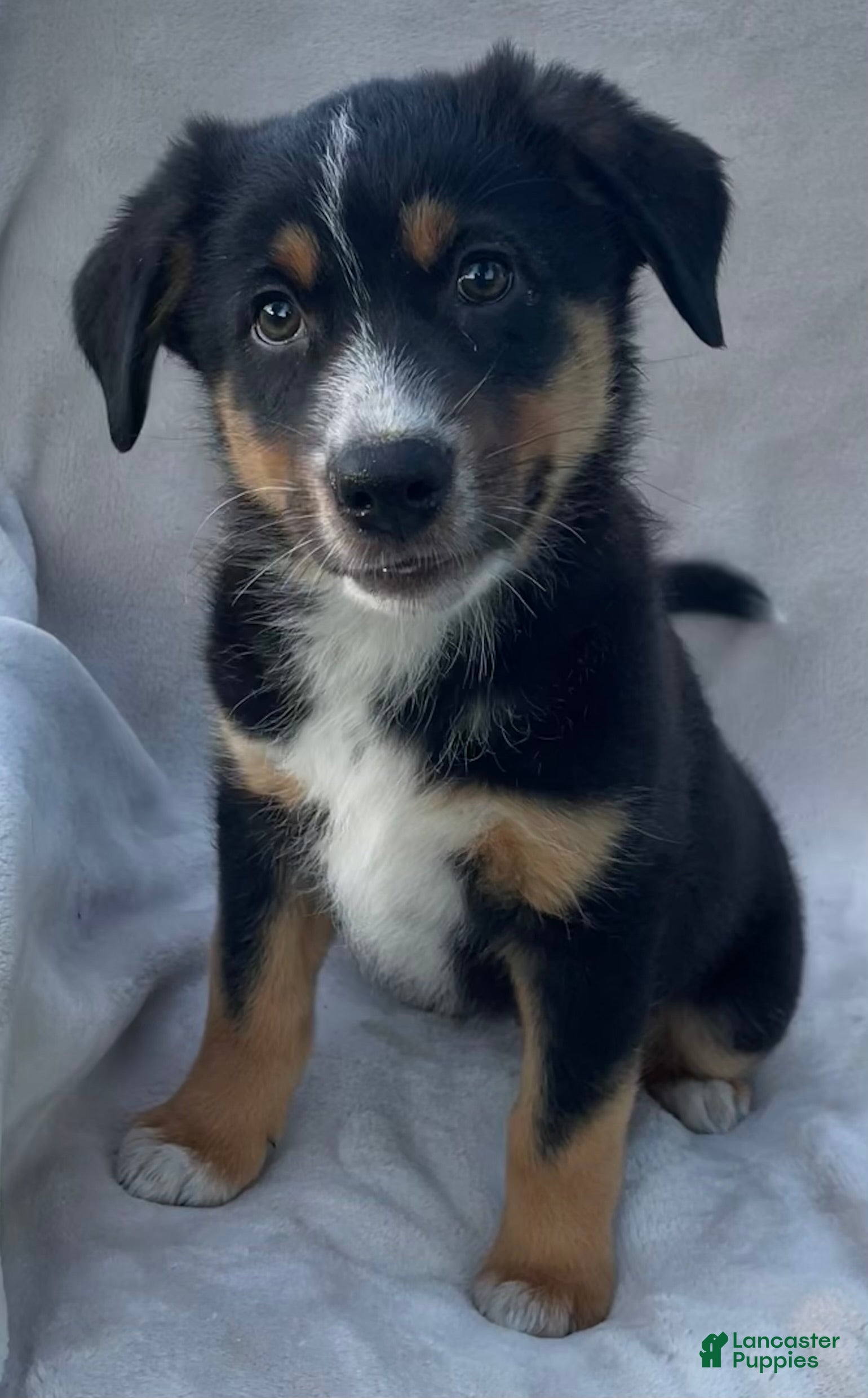 Shepherd Mixed Breed Puppies for sale | Lancaster Puppies