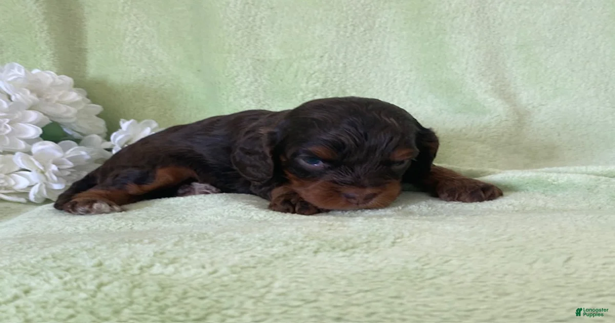 Carry bag Cavapoo Puppies for sale | Lancaster Puppies