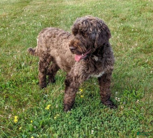 Tabby for sale in Apple Creek | Lancaster Puppies