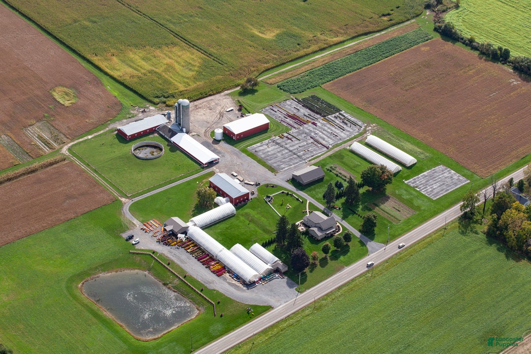 Floyd And Esther Zimmerman | Lancaster Puppies