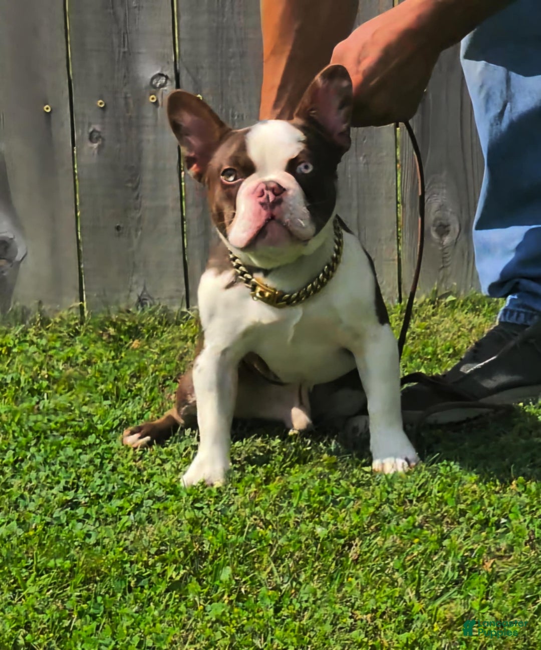 Narahs house of frenchies | Lancaster Puppies