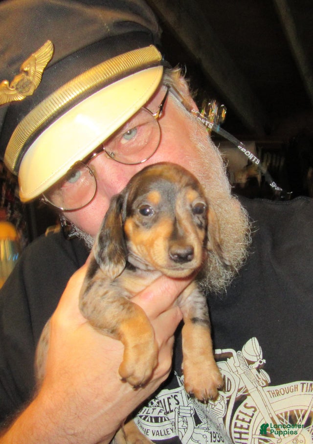 Tony Nealeigh | Lancaster Puppies