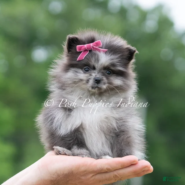 Lucy AKC Pomeranian for sale in Warsaw | Lancaster Puppies