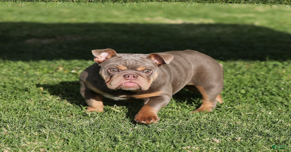 English Bulldog Puppy 1 for sale in Hacienda Heights | Lancaster Puppies