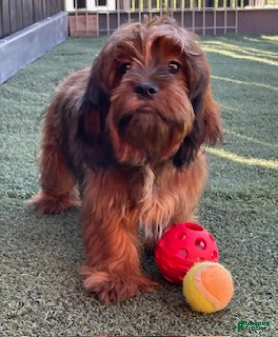 Brody for sale in North Canton | Lancaster Puppies