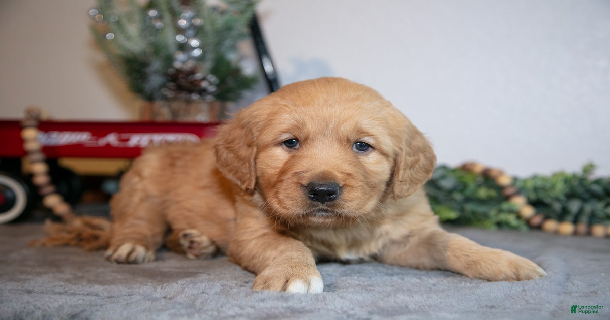 Faith for sale in Wolcottville | Lancaster Puppies