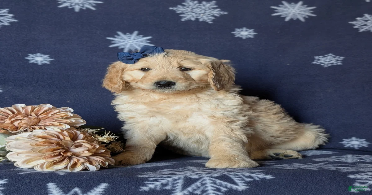 Faith Standard size Hypoallergenic for sale in Oxford | Lancaster Puppies