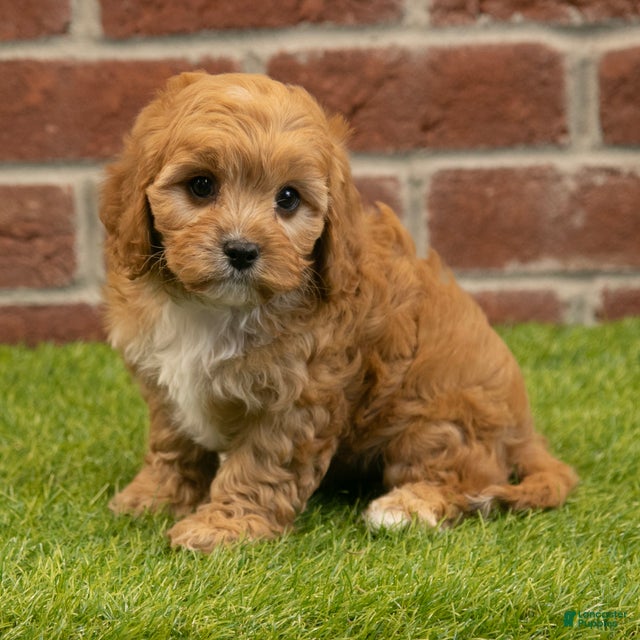 Rusty for sale in Dundee | Lancaster Puppies