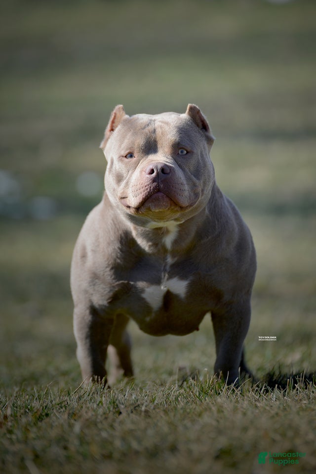 American Bully Spayed Adult for sale in Elkhart | Lancaster Puppies