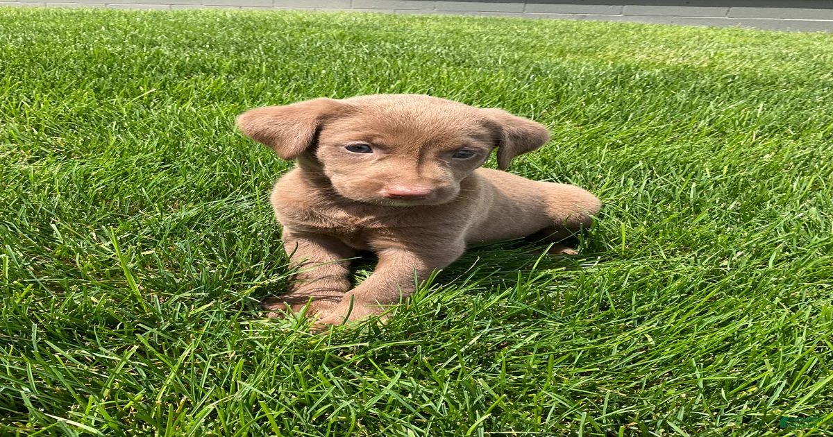 Lindy Labrador Retriever for sale in Millersburg | Lancaster Puppies