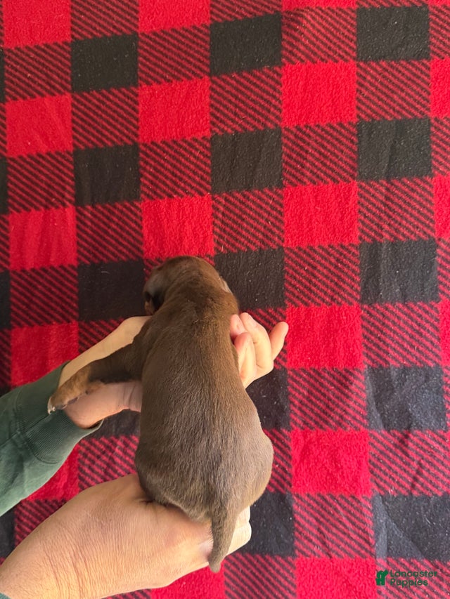 Catahoula Leopard Dog Puppy 6 for sale in Keithville | Lancaster Puppies