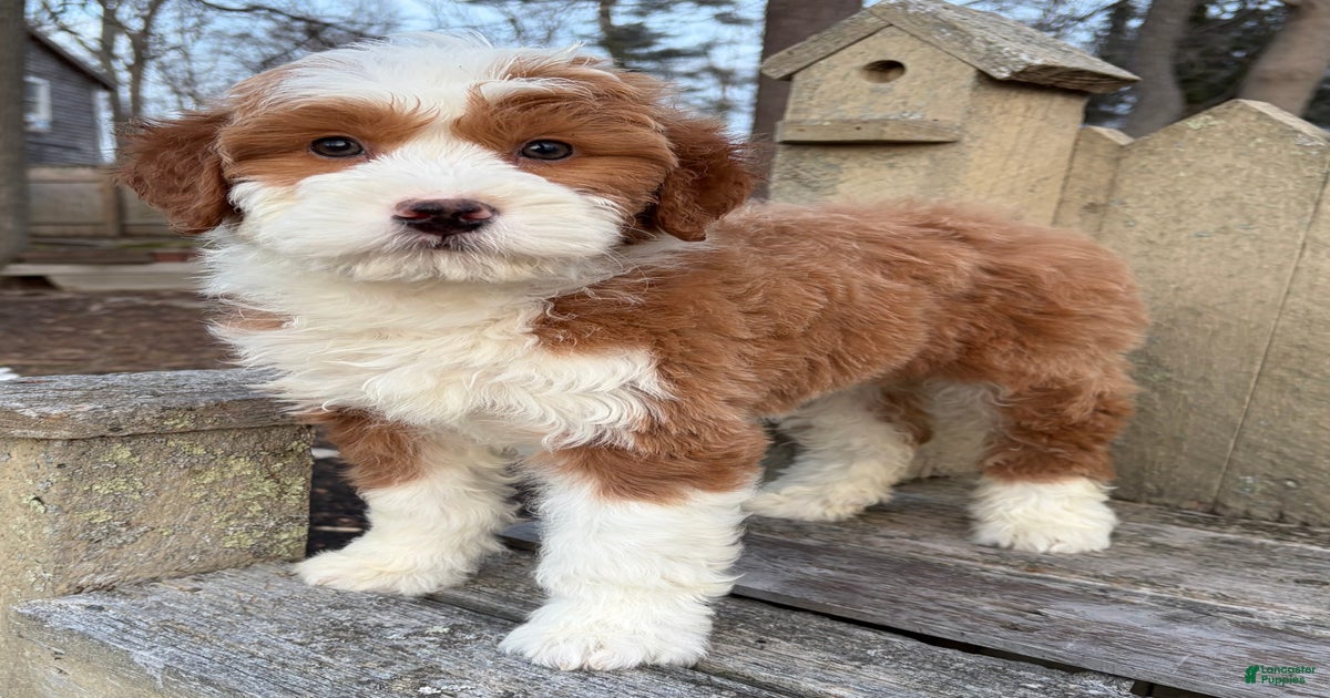 💙 IN BOSTON MASSACHUSETTS AREA 💙 RED AND WHITE TUXEDO BOY 💙 MINI ...