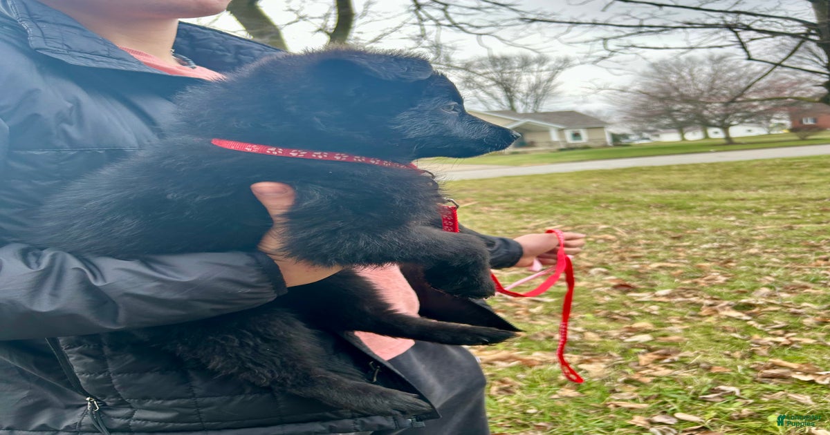 German Shepherd Red for sale in Botkins | Lancaster Puppies