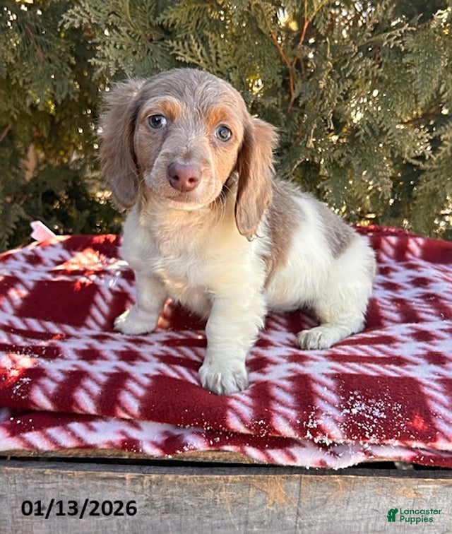 Henry for sale in Middlebury | Lancaster Puppies