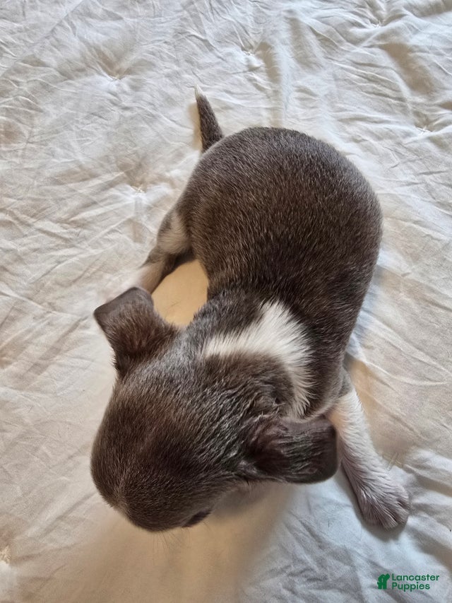 lonnie for sale in Newark Valley | Lancaster Puppies