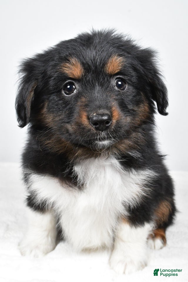 Randal for sale in Millersburg | Lancaster Puppies