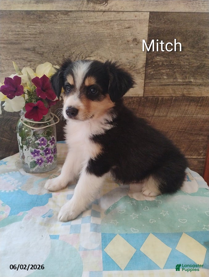Mitch Miniature Australian Shepherd for sale in Vermontville ...