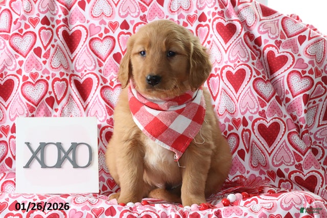 Rusty for sale in Shiloh | Lancaster Puppies