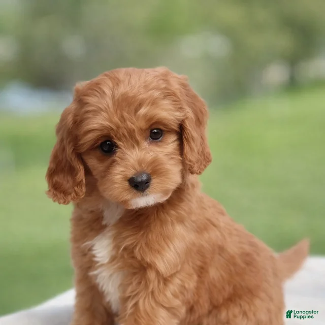 Desiree Cavapoo for sale in Dundee | Lancaster Puppies