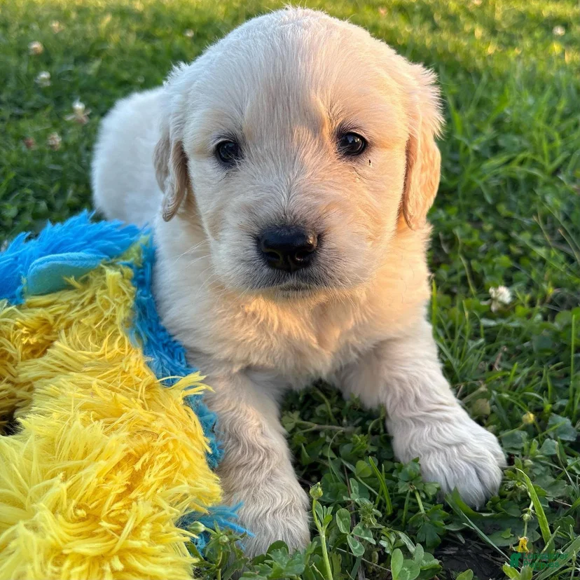 Golden Retriever 3 Golden Retriever for sale in Austin | Lancaster Puppies